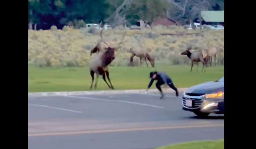 VIDEO: Yellowstone Tourist Gets Between Bull Elk and His Cows