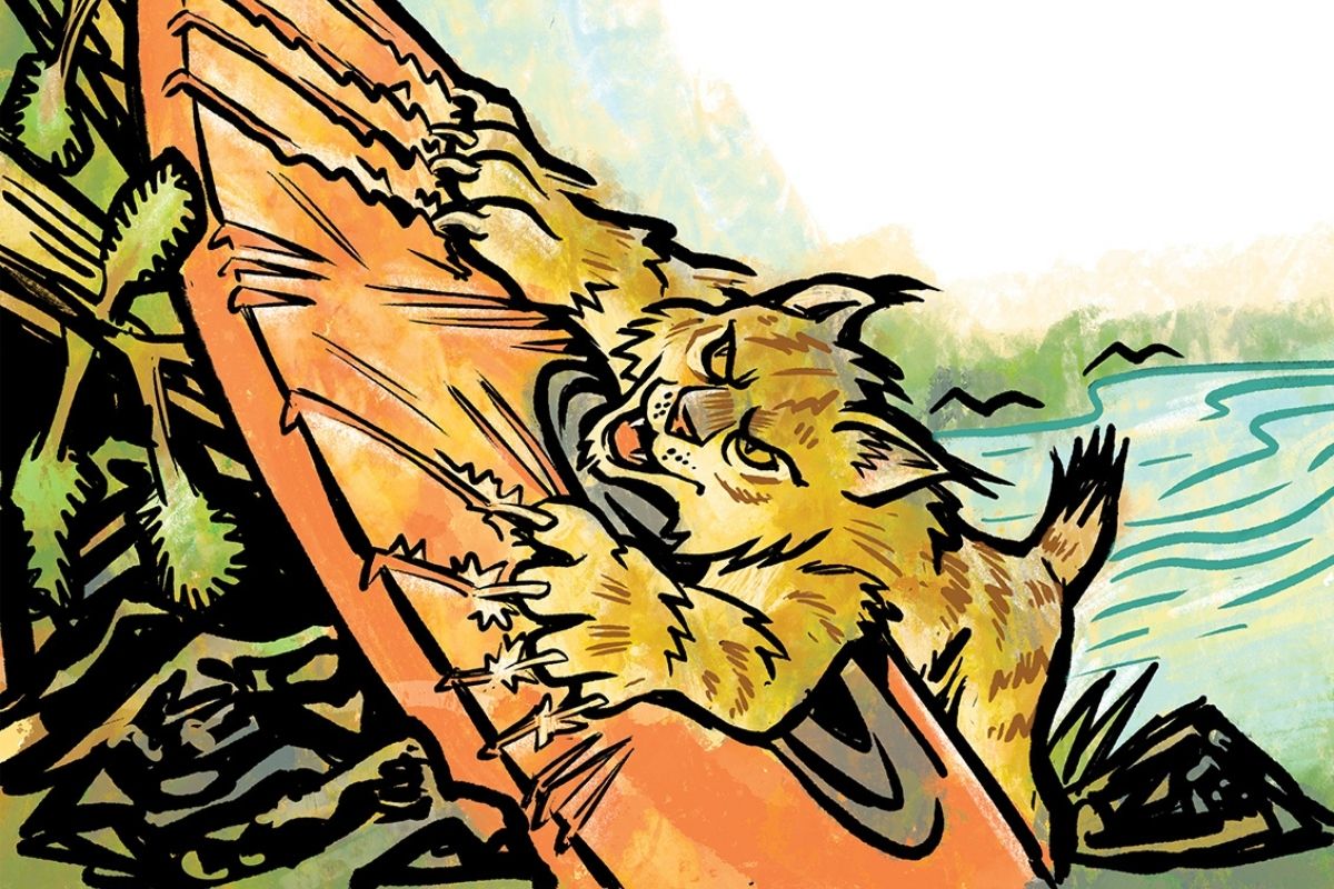 A Scratching Post for Bobcats