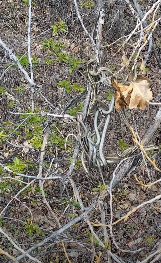 VIDEO: A Ball of Snakes? No Thanks