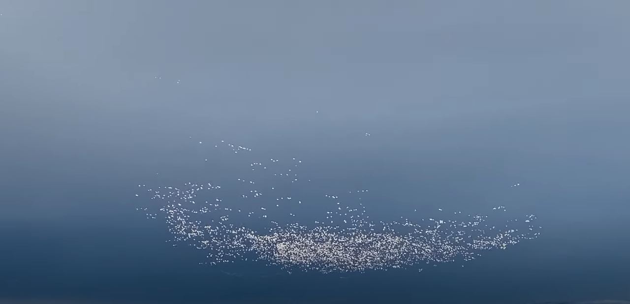 VIDEO: Goodbye Geese!