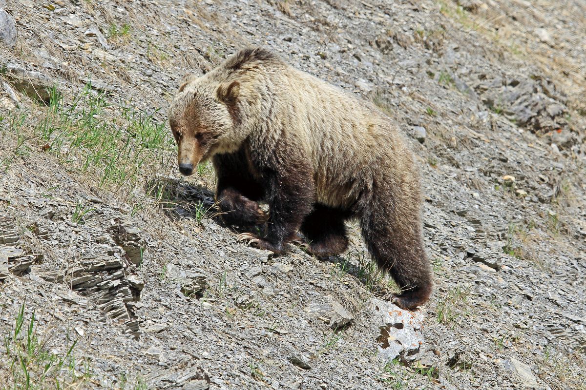 VIDEO: Grizzly Too Close For Comfort!