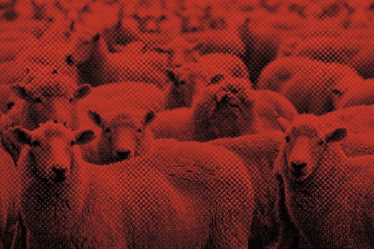 Blood on the Wool: Montana's Sheep Wars