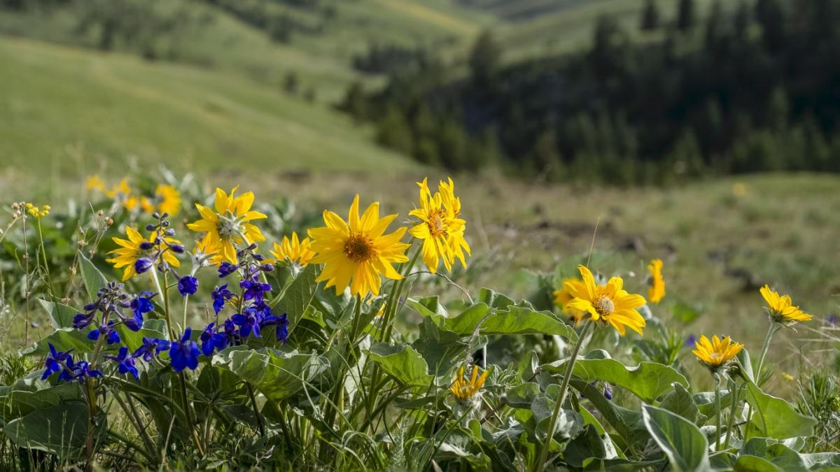 The National Bison Range: Montana’s Other “Crown Jewel” | Distinctly ...