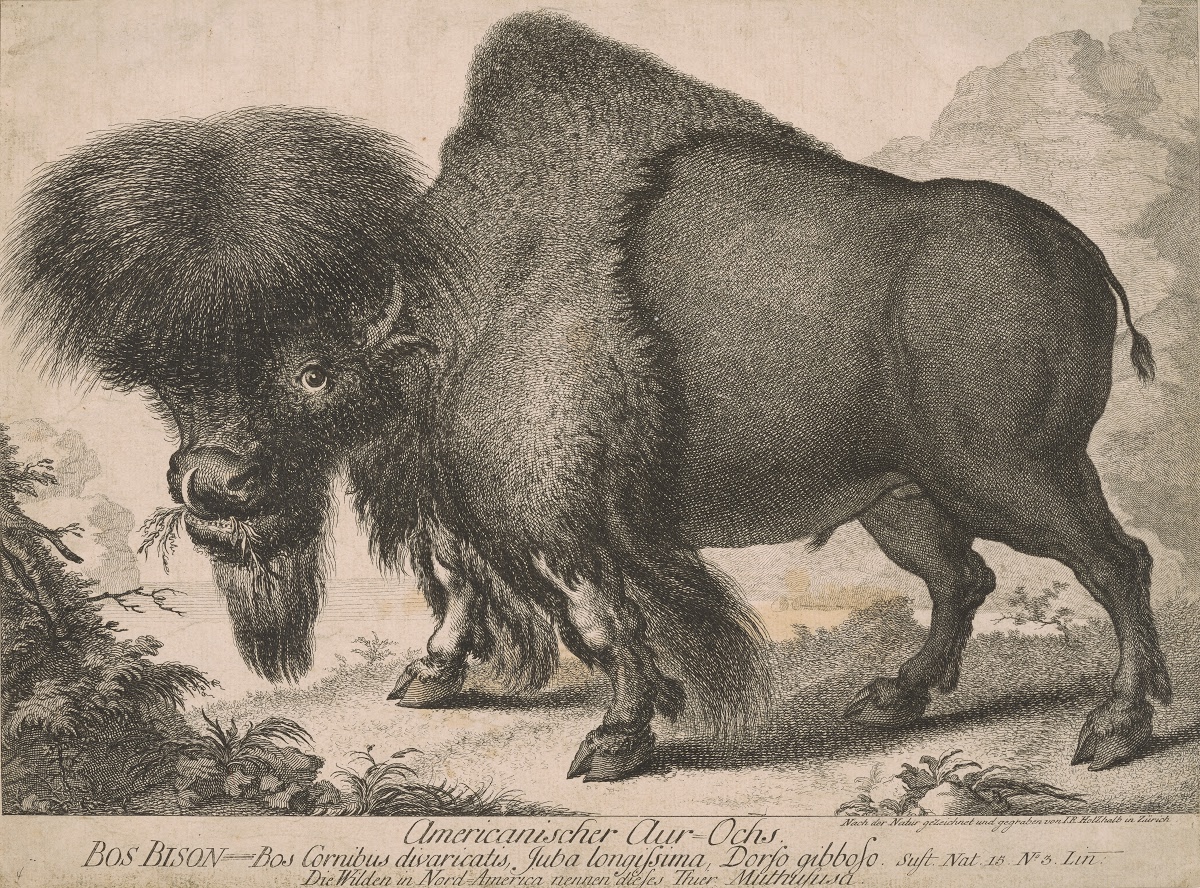 Early European Images of the Bison Were Pretty Wacky...
