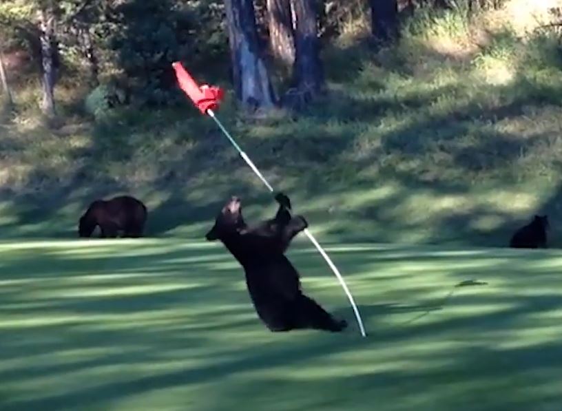 VIDEO: Bear Cub Can Pole-Dance Like a Champ