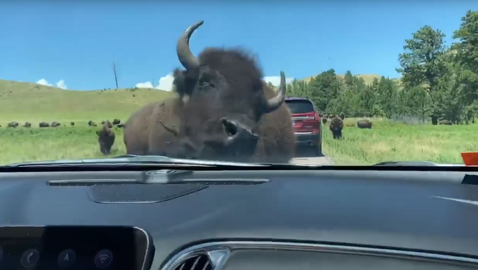 VIDEO: Young Women Get Nervous as Bison Approaches Car in Yellowstone