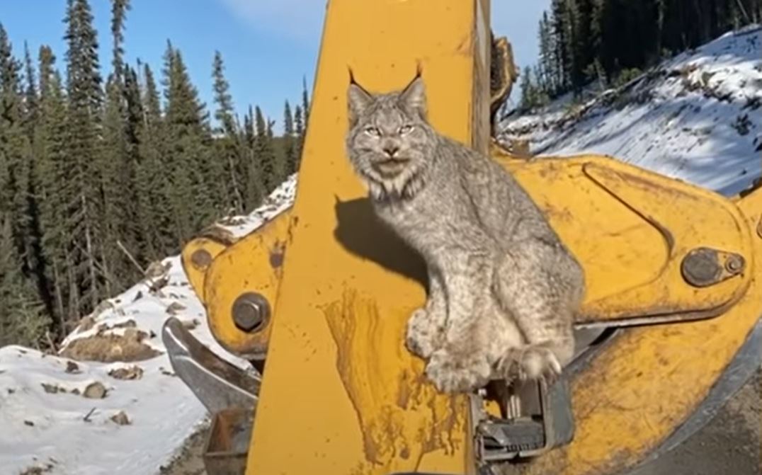 VIDEO: See the Moment Lynx Climbs Onto Logging Equipment and Watches ...