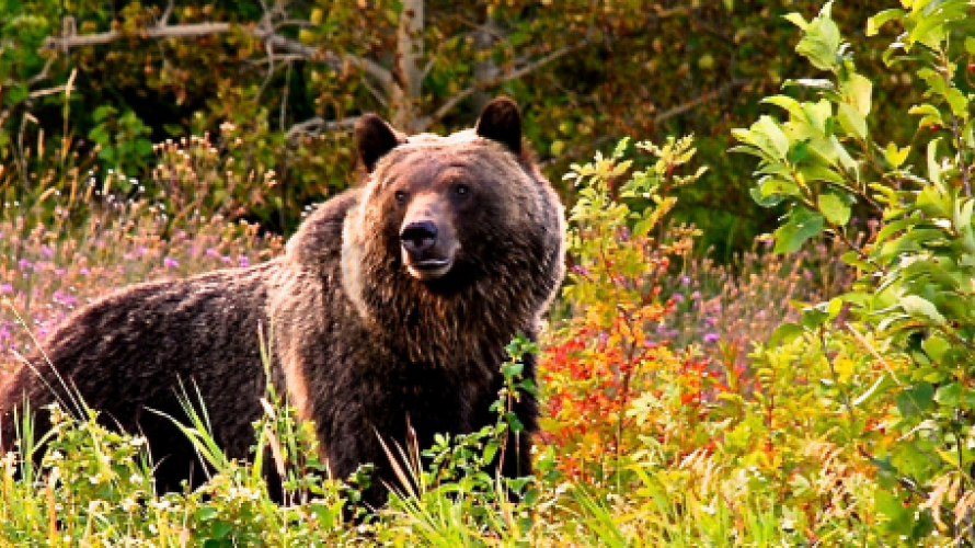 5 Tips for Hiking In Bear Country