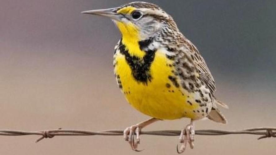Montana's Meadowlark
