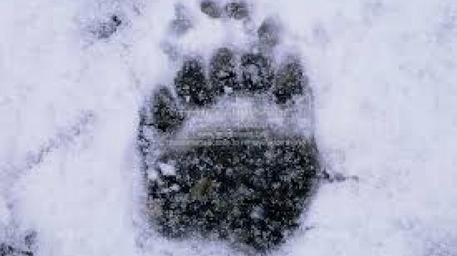 Badger Tracks In Snow