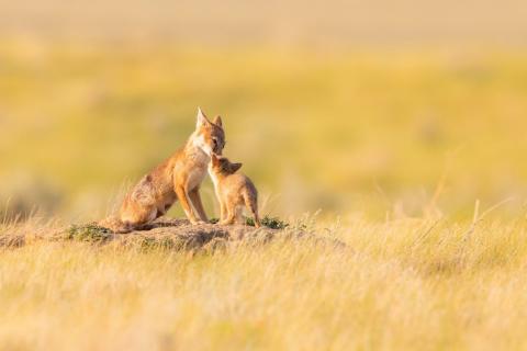 Wild Montana - Swift Fox
