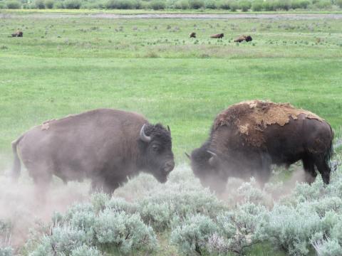 The Promise of Wild Bison