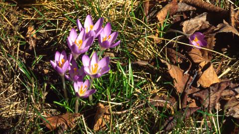 The First Crocus