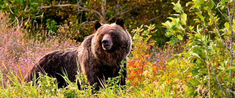 5 Tips for Hiking In Bear Country