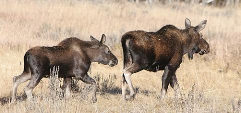 The Mighty Montana Moose