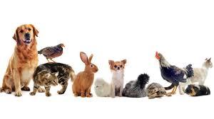 Caring for Critters 101