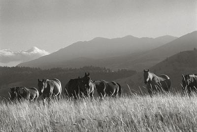 The Photography of Barbara Van Cleve