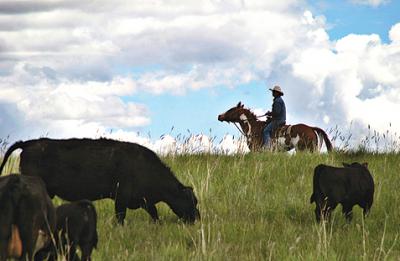 The Wickens Family Story