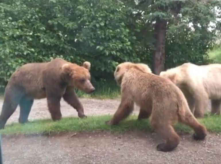 VIDEO: Three Bear Standoff On Path Outside Lodge