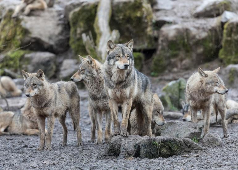 VIDEO: Mama Bison Saves Calf From Hungry Wolves
