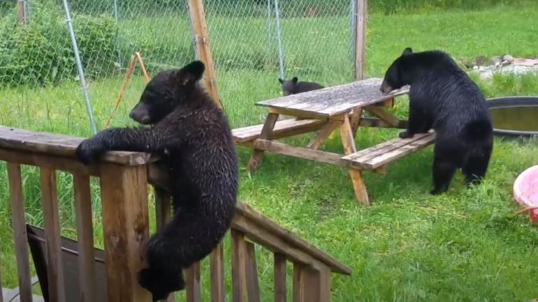 Black Bear Sitting At Picnic Table