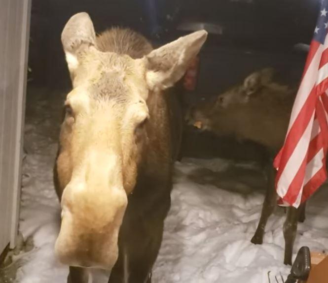 VIDEO: Pair of Moose Enjoy Pumpkins On Man's Doorstep
