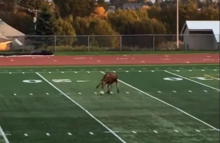VIDEO: Moose Tries Out For Soccer Team