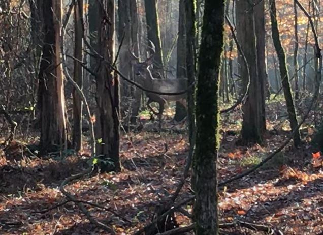 VIDEO: Have You Ever Heard a Whitetail Buck Snort This Loud?