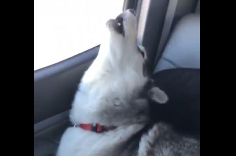 VIDEO: Road-tripping Huskies Howl Along With the Music