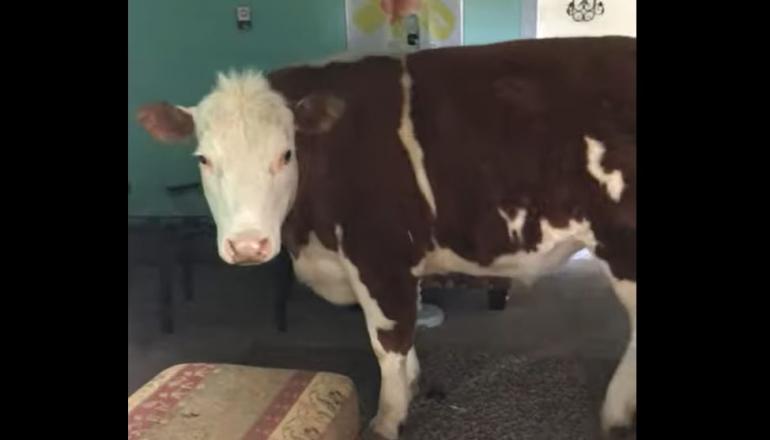 VIDEO: This Wandering Cow Looks Pretty Comfortable In the House