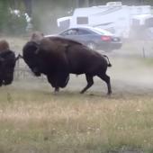Early European Images of the Bison Were Pretty Wacky...