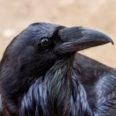 Mysteries of the Morel